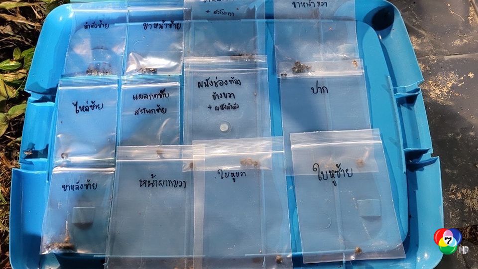 ข่าวพลายโค้ก ช้างป่าบาดเจ็บล้มแล้ว ผ่าซากพบกระสุนลูกปรายทั่วตัว 39 นัด