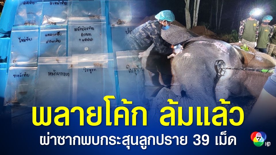 ข่าวพลายโค้ก ช้างป่าบาดเจ็บล้มแล้ว ผ่าซากพบกระสุนลูกปรายทั่วตัว 39 นัด