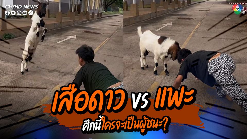 ข่าวเสือดาว VS แพะ ศึกครั้งนี้ใครจะเป็นผู้ชนะ?