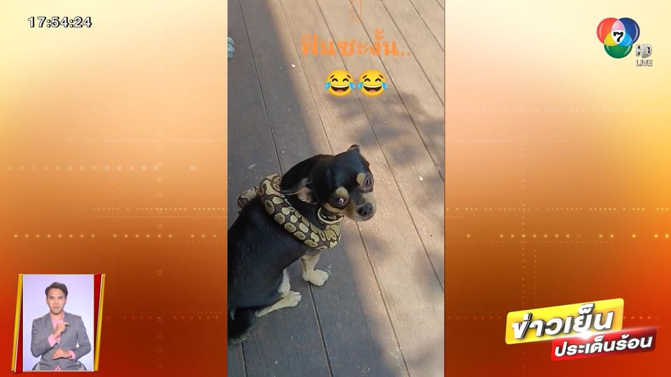 ข่าวน้องหมา ได้สร้อยคอใหม่หน้าตาคุ้น ๆ
