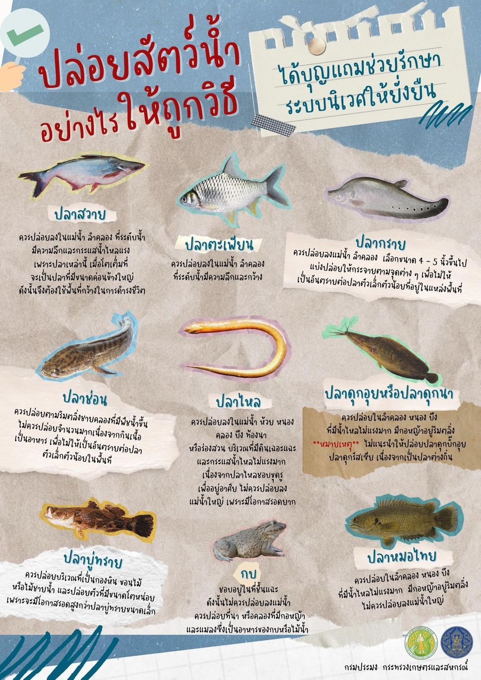 ข่าวกรมประมง แนะเคล็ดลับ “สายมู” ปล่อยปลาให้ได้บุญ ควรเป็นปลาพันธุ์ไทย