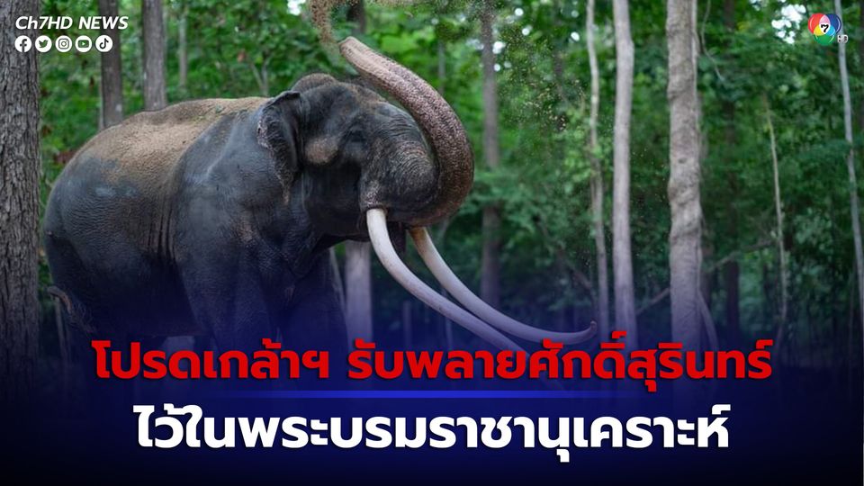 ข่าวพระบาทสมเด็จพระเจ้าอยู่หัว ทรงพระกรุณาโปรดเกล้าฯ รับช้างพลายศักดิ์