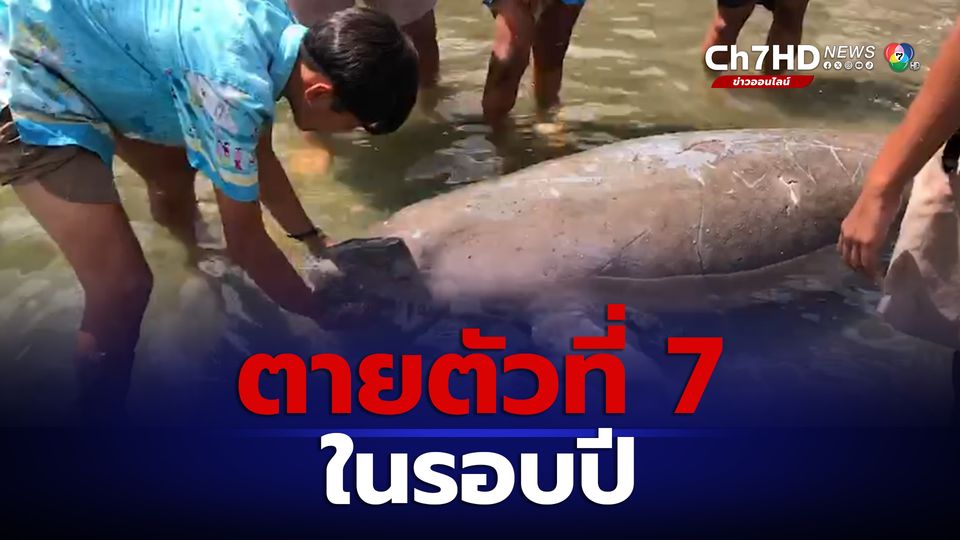 ข่าวเศร้า พบซากพะยูนลอยตายในทะเล เป็นตัวที่ 7 ในรอบปี
