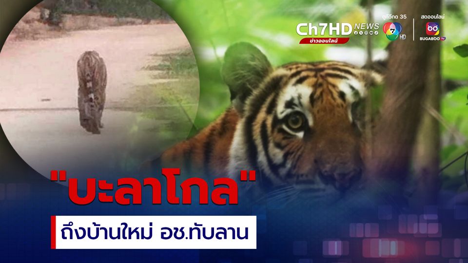 ข่าวบะลาโกล เสือโคร่งตาเดียวจากคลองลานสู่บ้านใหม่ทับลาน