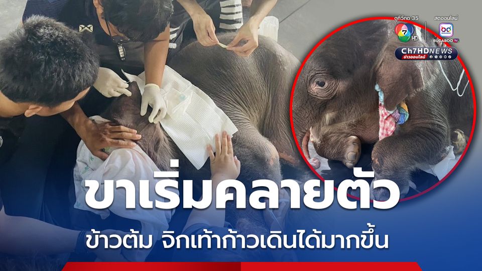 ข่าวอัปเดตการรักษา ลูกช้างข้าวต้ม ขาหน้าเริ่มคลายตัว